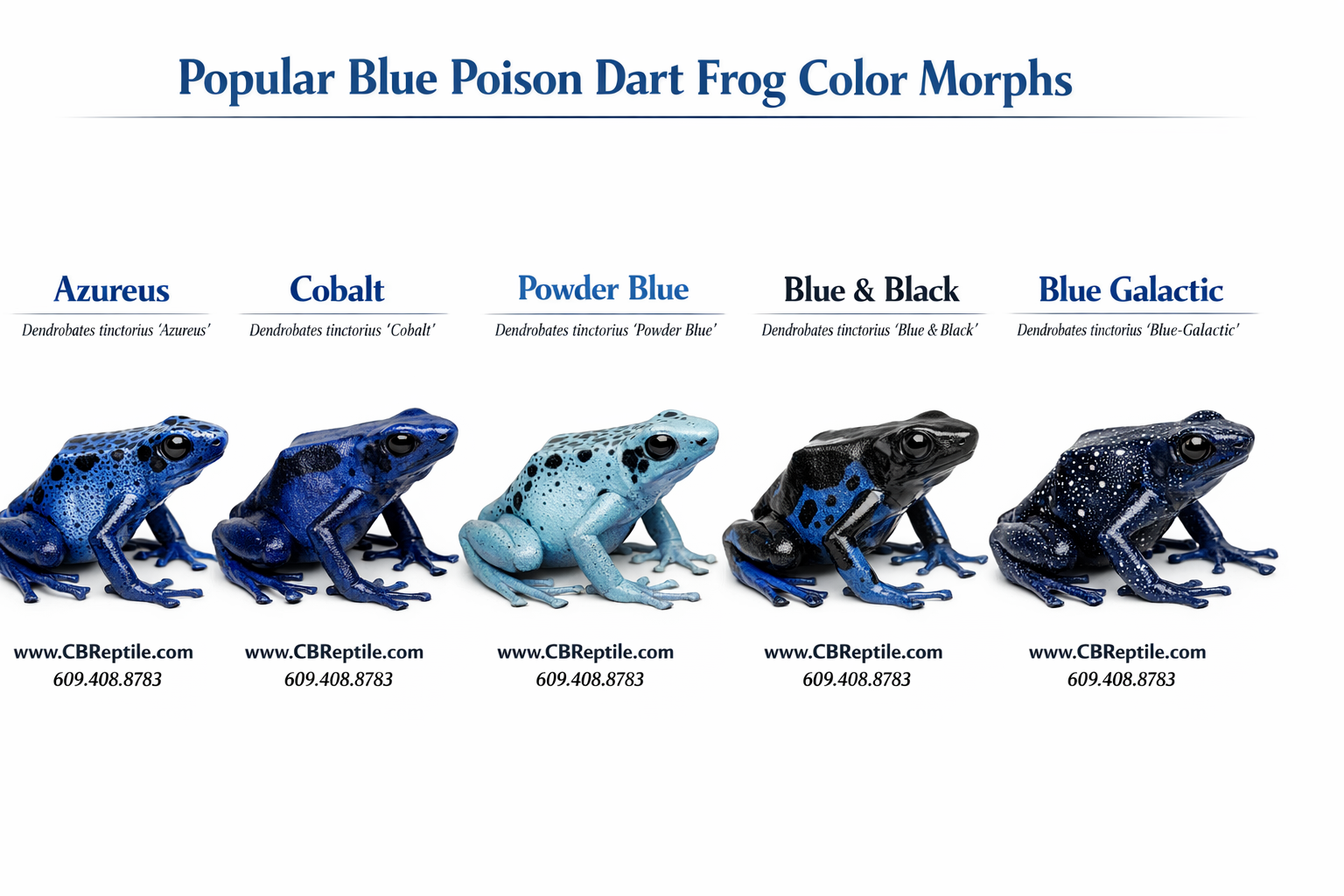 Blue Dark Frog: Care, Morphs & Where to Buy in 2026