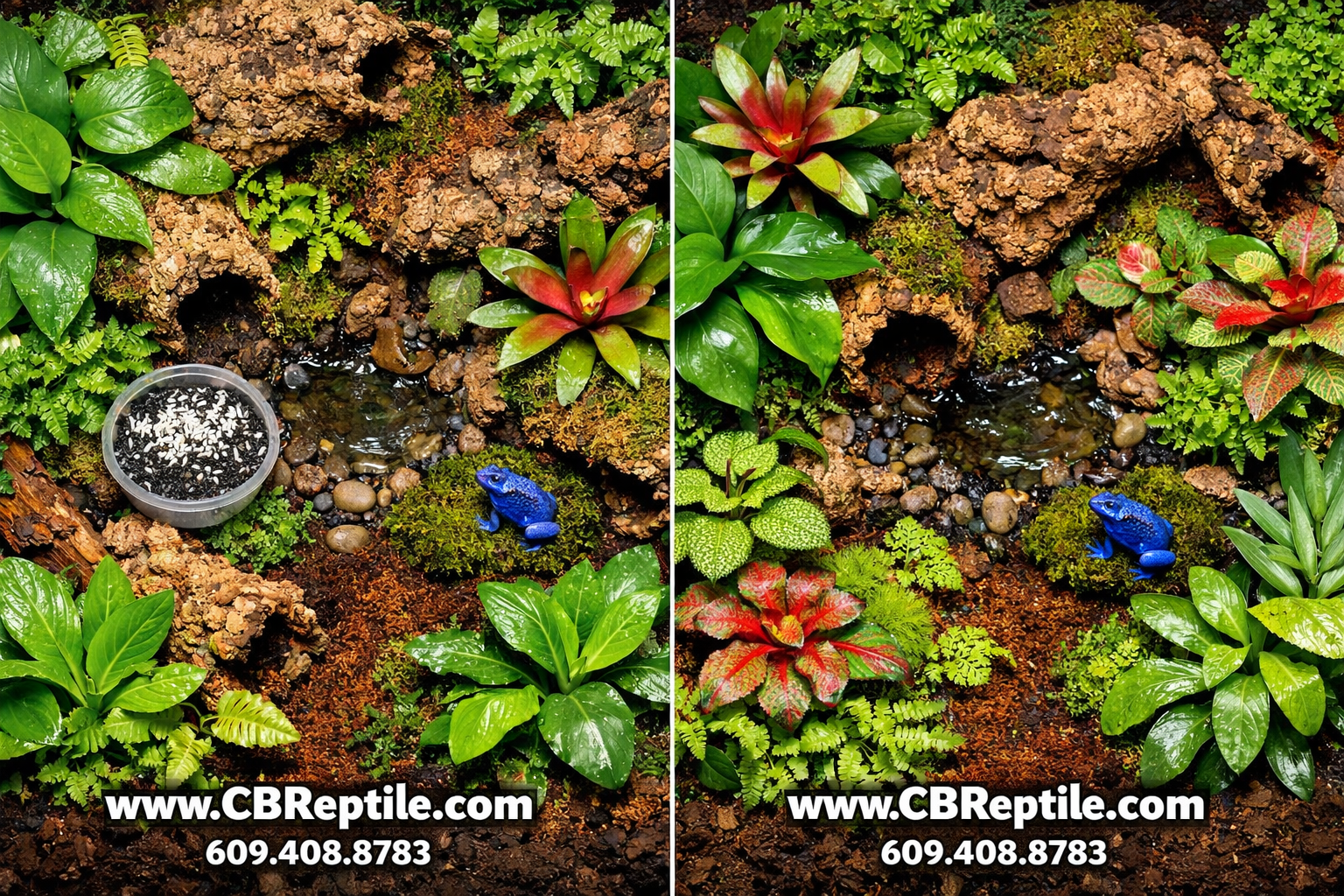 Blue Dark Frog: Care, Morphs & Where to Buy in 2026