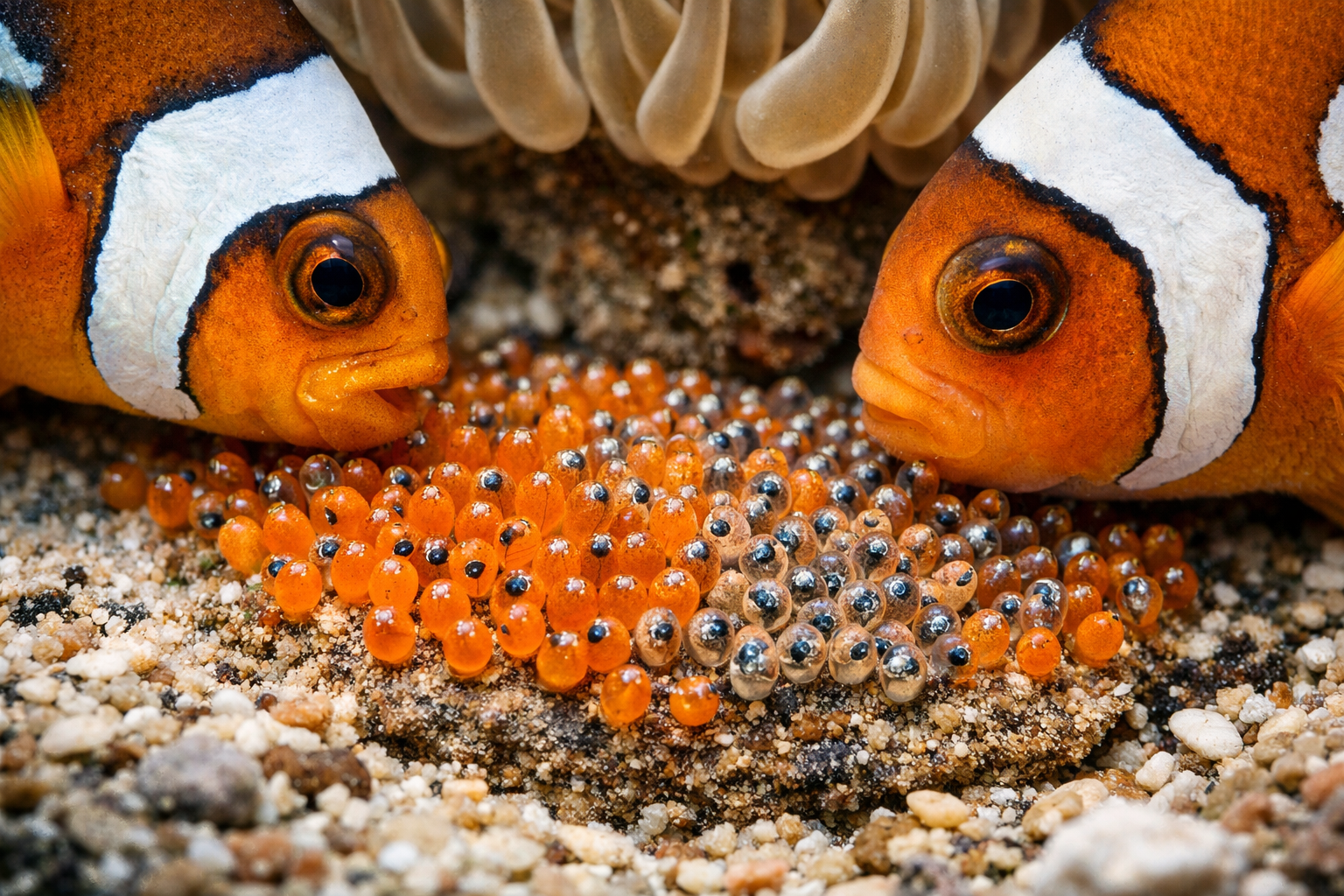 Complete Guide to Clownfish Species | 30+ Types for 2026