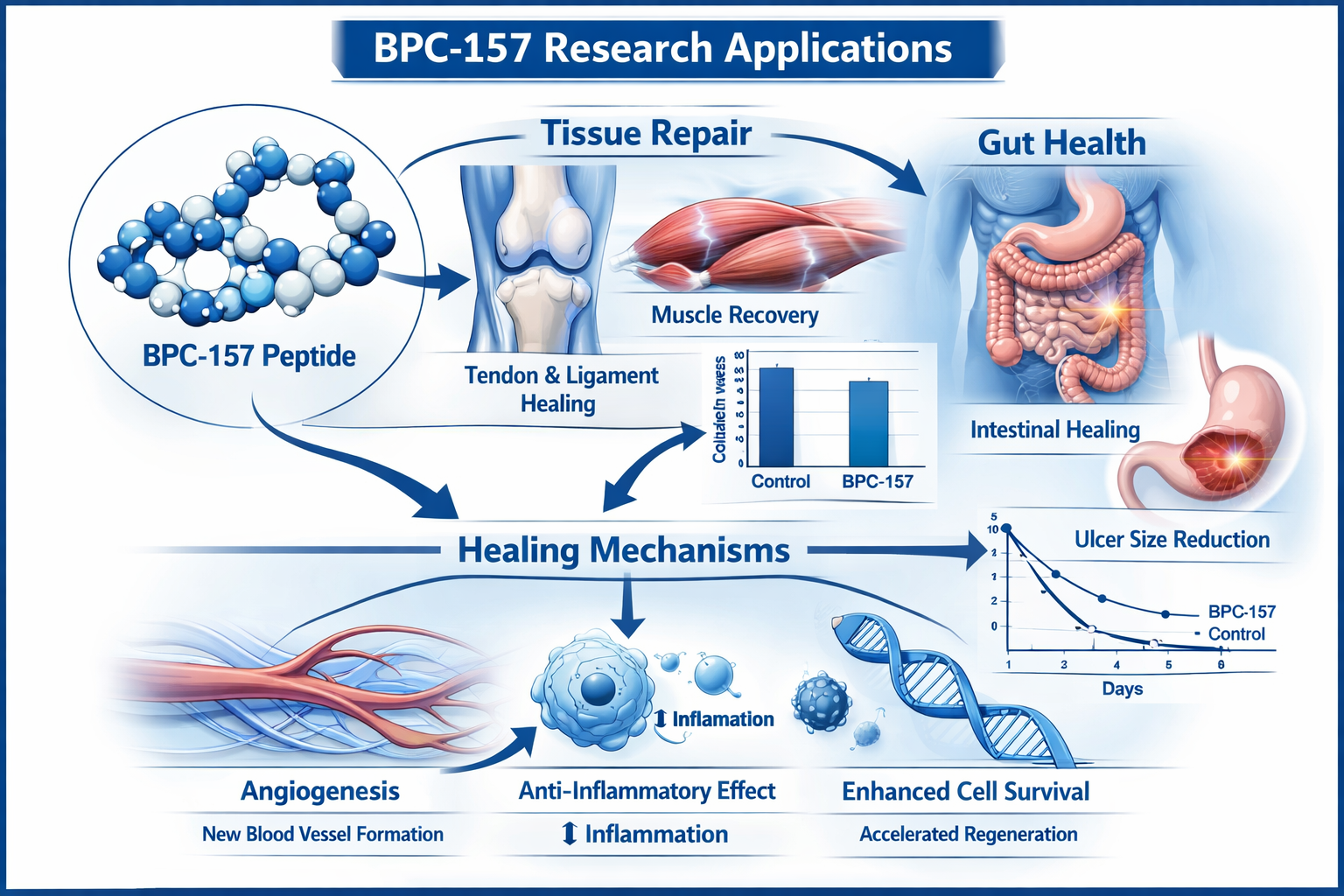 buy bpc 157 - Pure Tested Peptides | America's most trusted Peptides ...