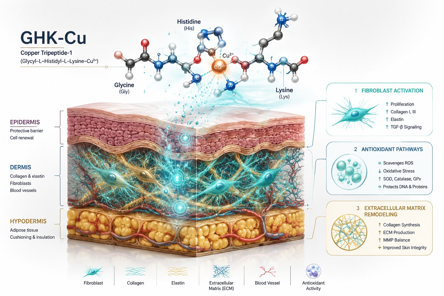 GHK-Cu for Skin Rejuvenation and Hair Growth in 2026