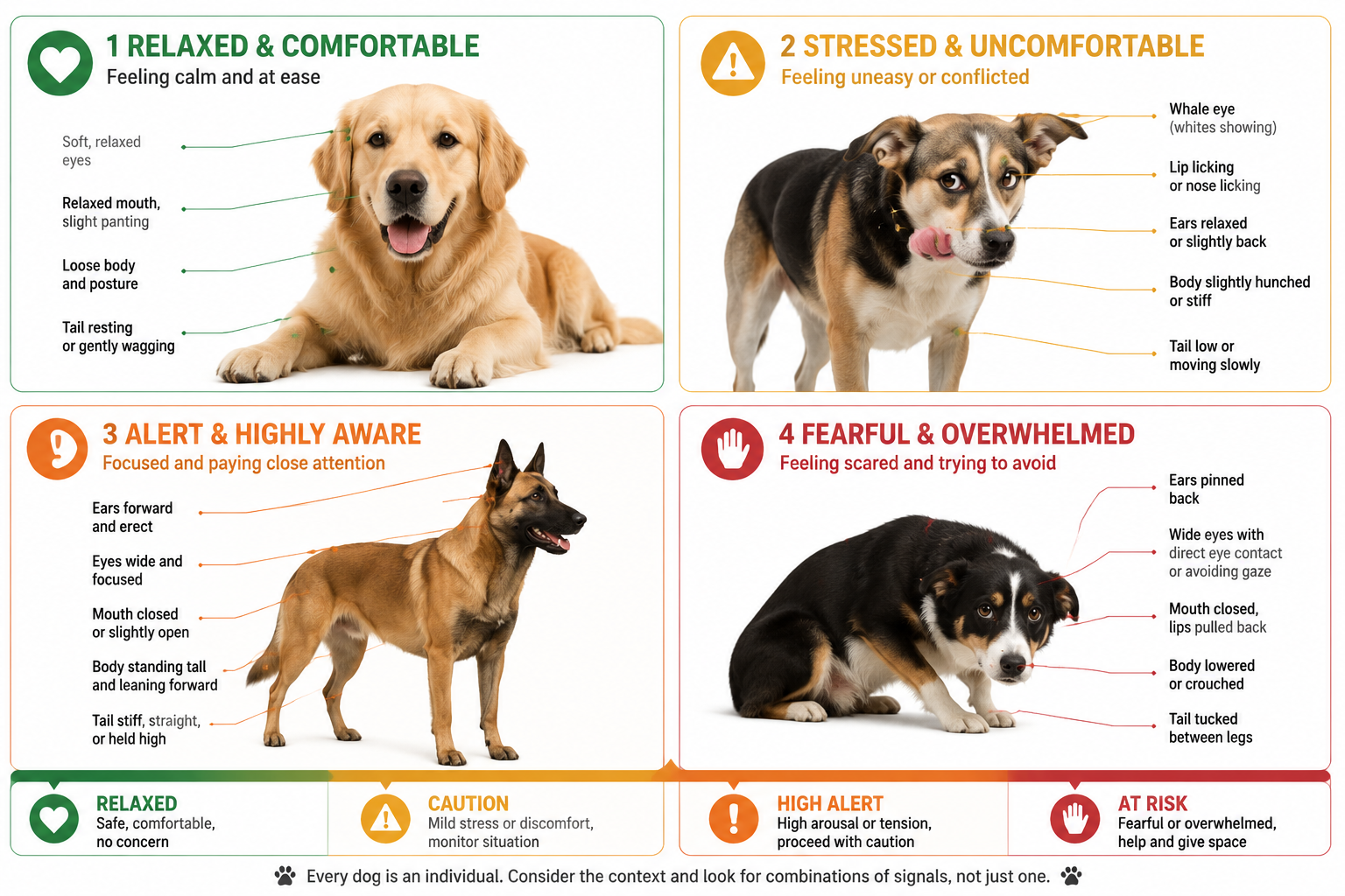 How to Read a Pet's Body Language: The Signals Dog and Cat Owners Miss ...